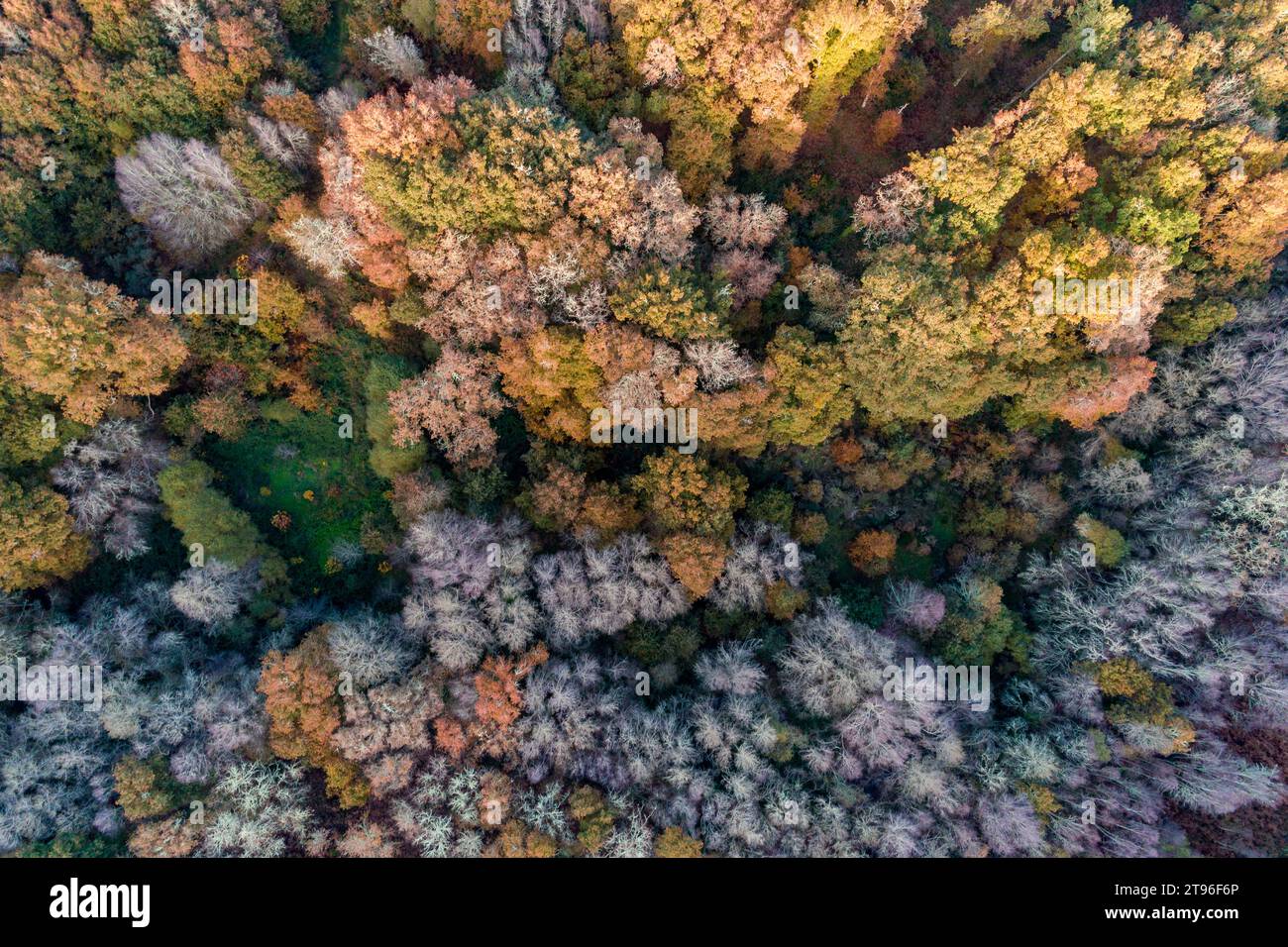 Dense hillside forest in autumn hi-res stock photography and images - Alamy