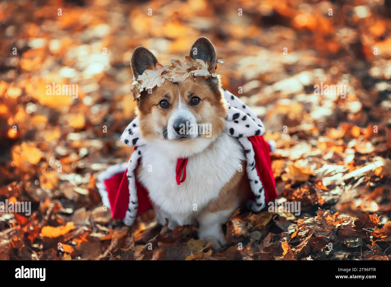 cute and funny corgi dog sitting in the autumn park in a royal red robe ...
