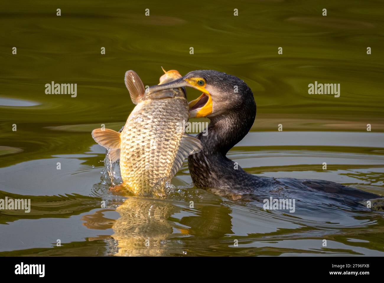 The bird struggles to hold on to its huge catch CHANDIGARH, INDIA ...