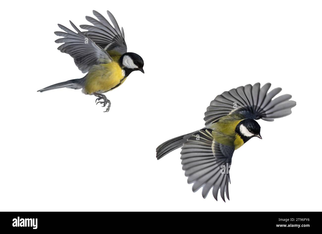 two tit birds fluttering feathers and wings on a white isolated park ...