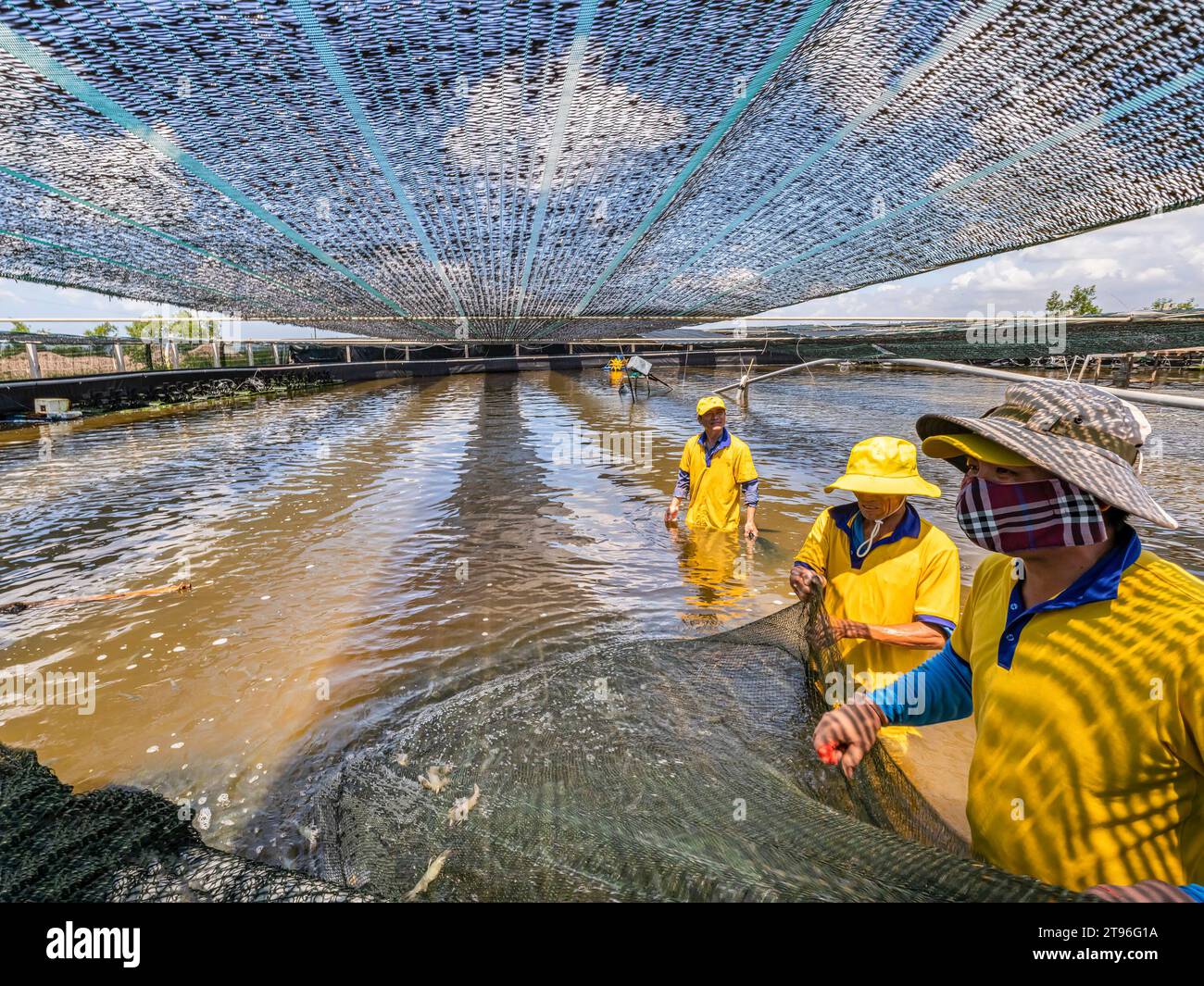 Harvesting shrimp in a shrimp farm in Loc An, Ba Ria Vung Tau, Vietnam ...