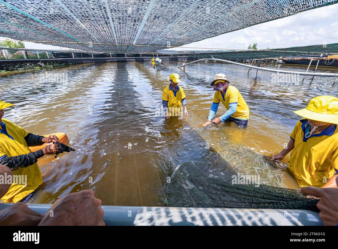 Harvesting shrimp in a shrimp farm in Loc An, Ba Ria Vung Tau, Vietnam ...