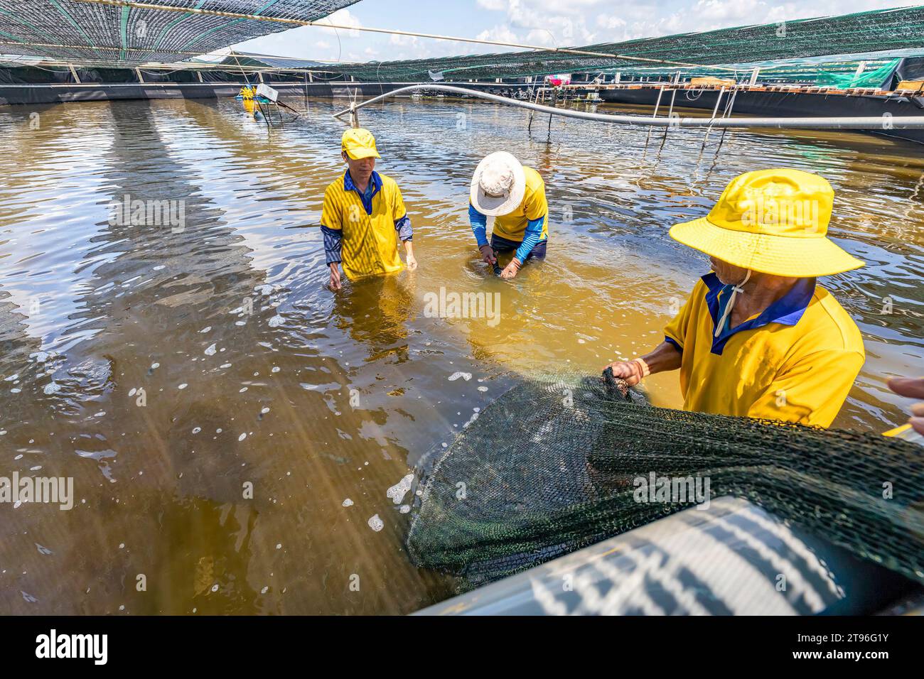 Harvesting shrimp in a shrimp farm in Loc An, Ba Ria Vung Tau, Vietnam ...