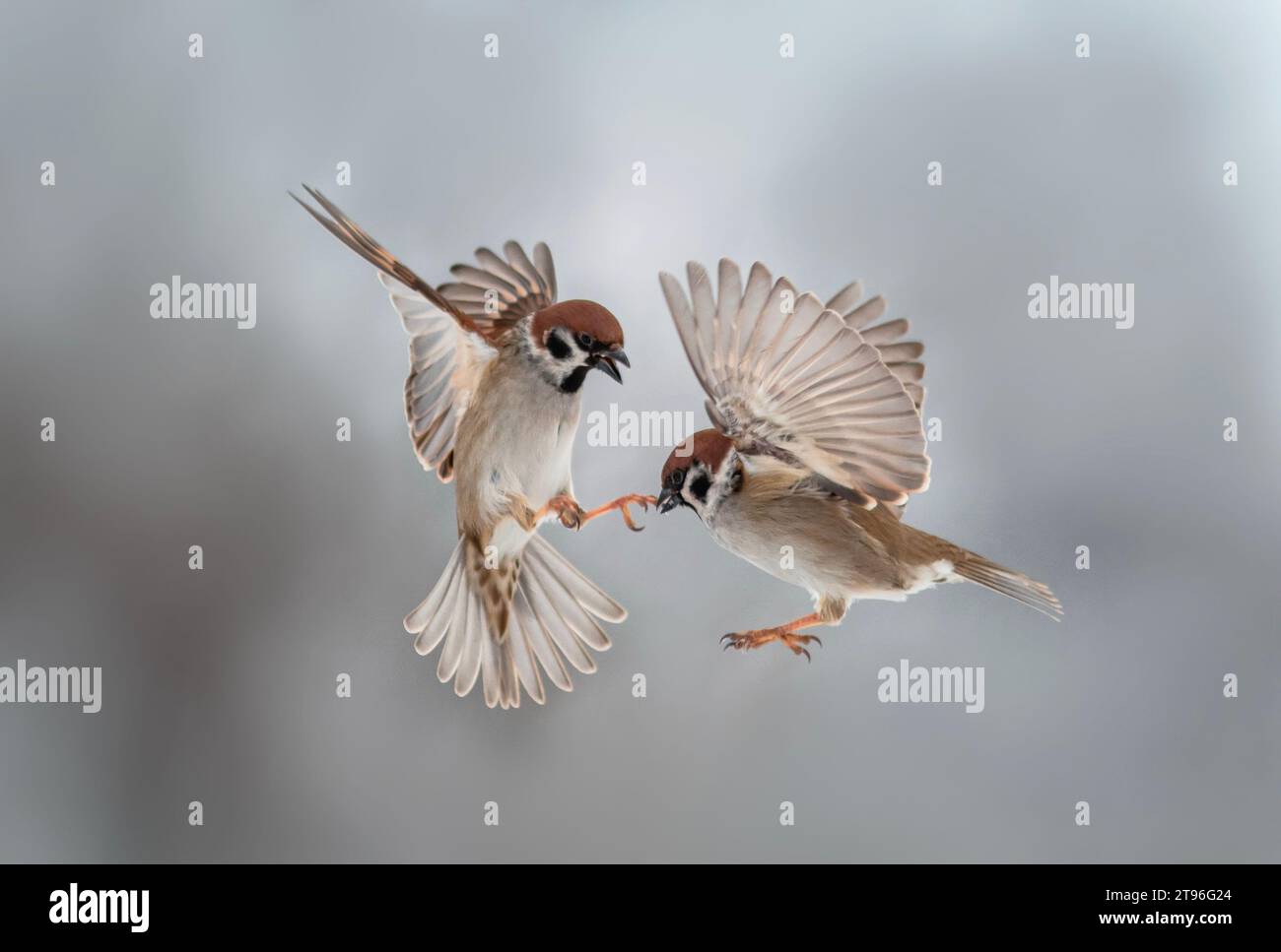 two small sparrow birds flap their wings and feathers and fight in ...