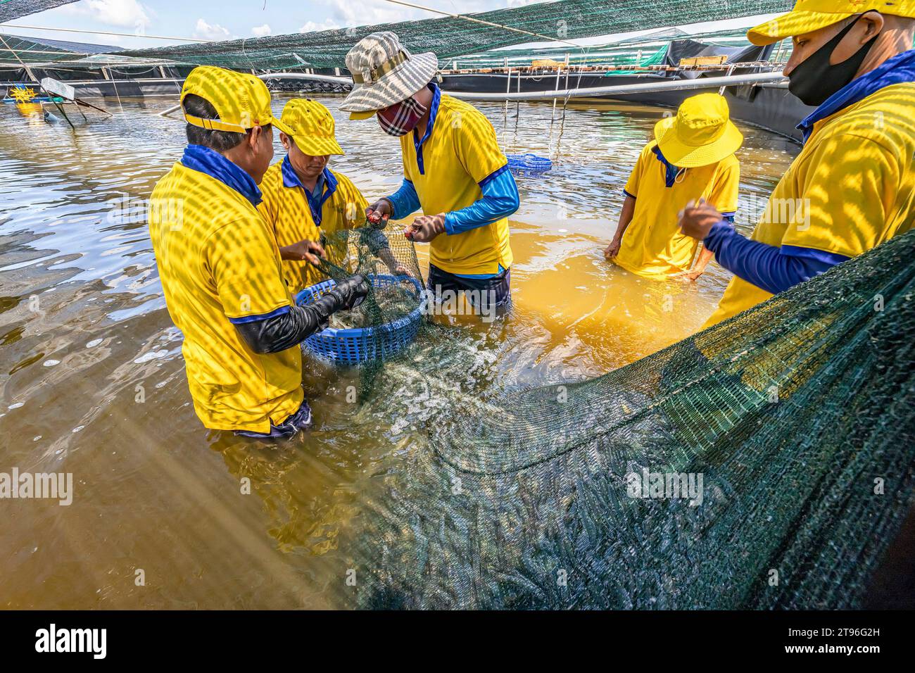 Harvesting shrimp in a shrimp farm in Loc An, Ba Ria Vung Tau, Vietnam ...