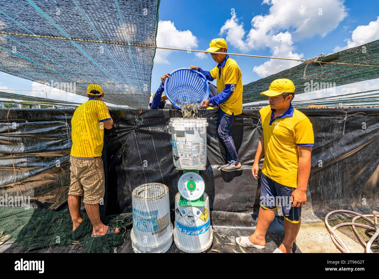 Harvesting shrimp in a shrimp farm in Loc An, Ba Ria Vung Tau, Vietnam ...