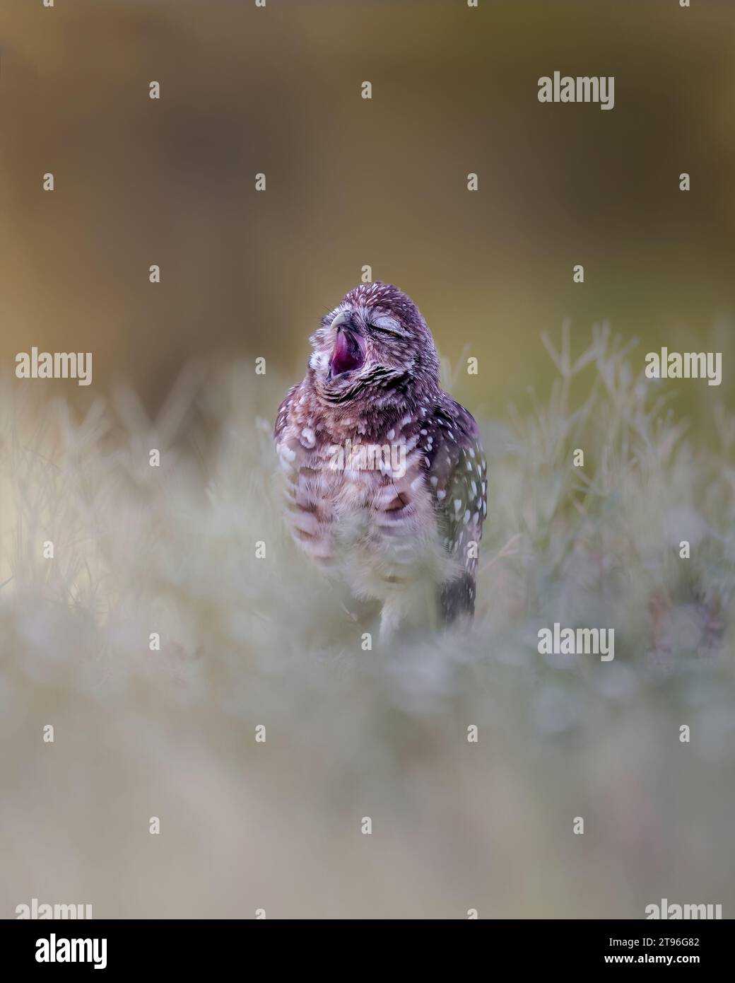 Singing Owl FLORIDA AN ADORABLE Burrowing owl was captured singing to ...