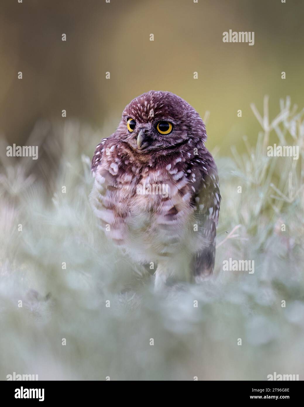 Cute owl FLORIDA AN ADORABLE Burrowing owl was captured singing to its ...