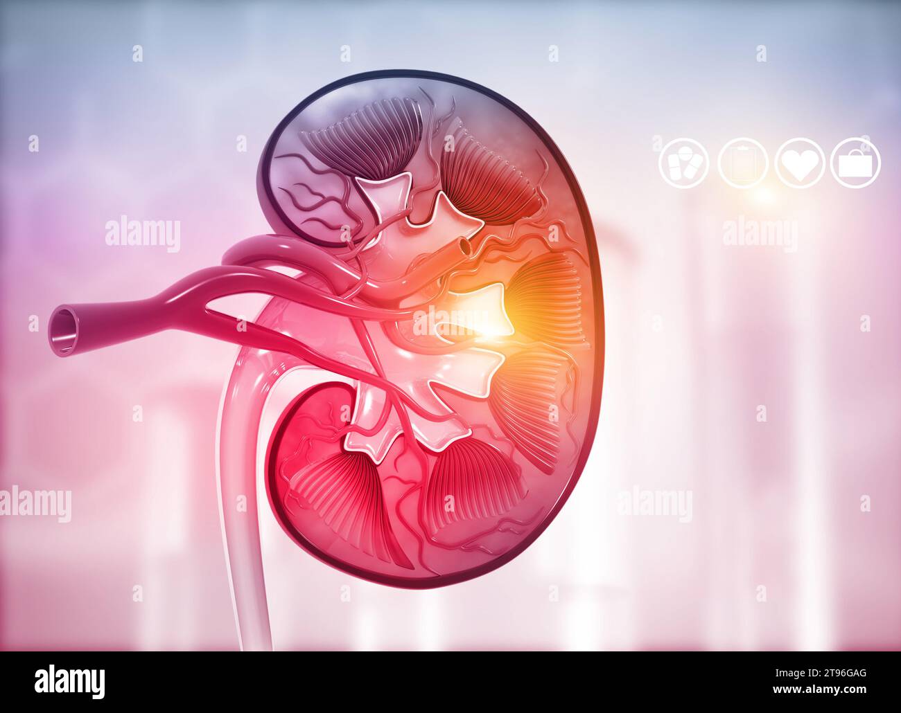 Human kidney cross section on science background. 3d render Stock Photo ...