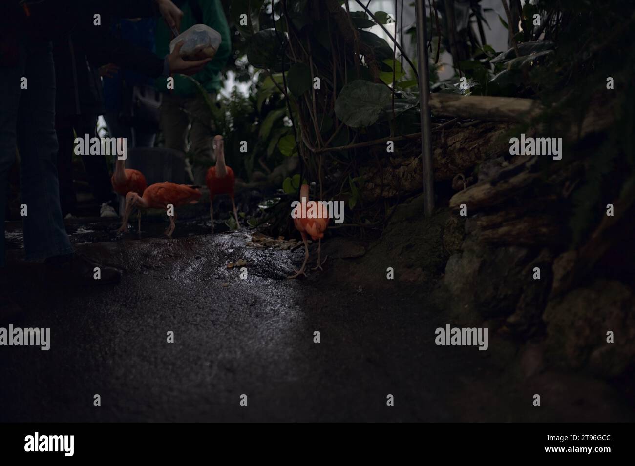 Group of Eudocimus ruber eating next to a stream of water in an ...