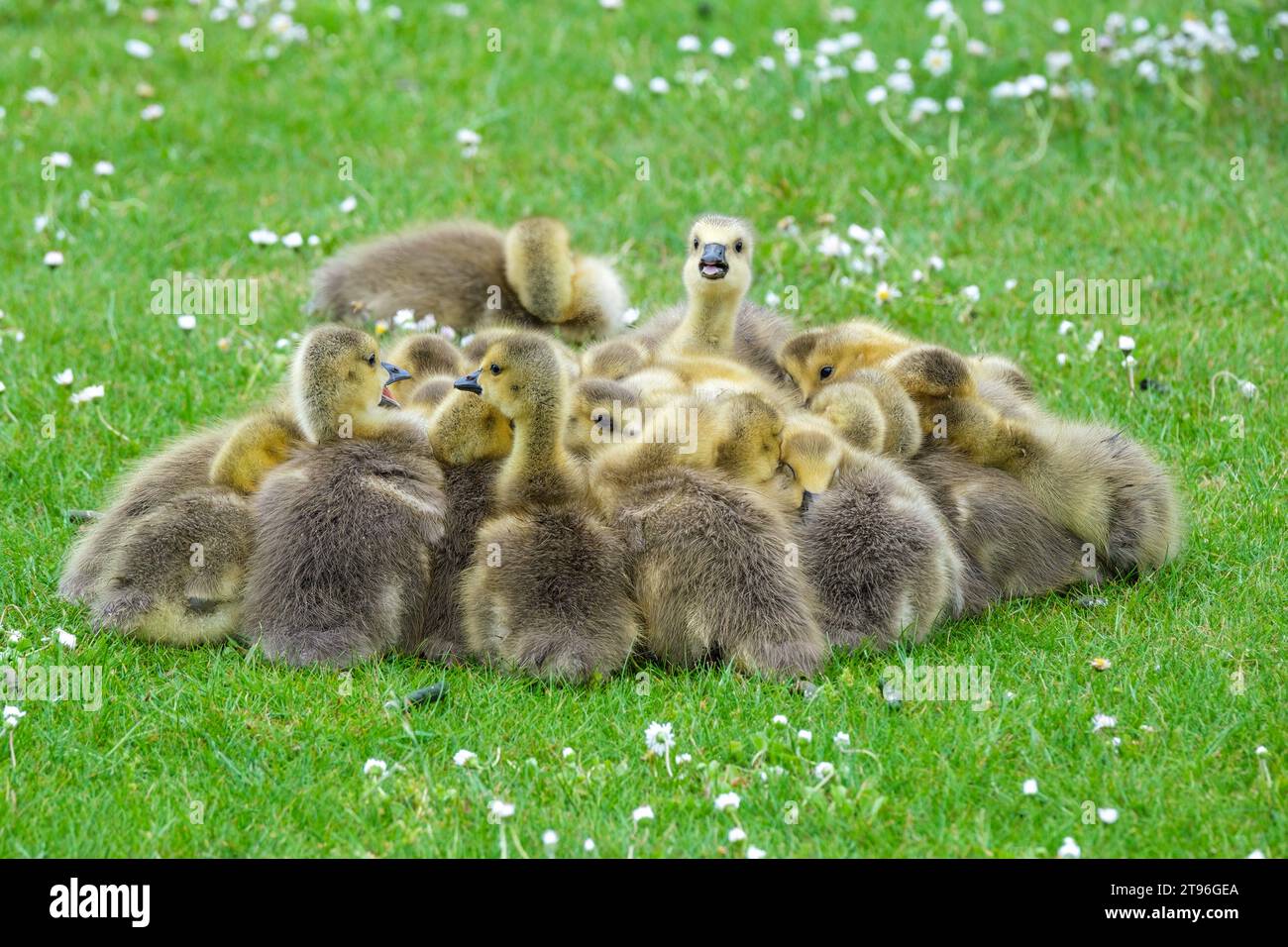 Canada goose, Branta canadensis, Canadian goose, young goslings at rest ...