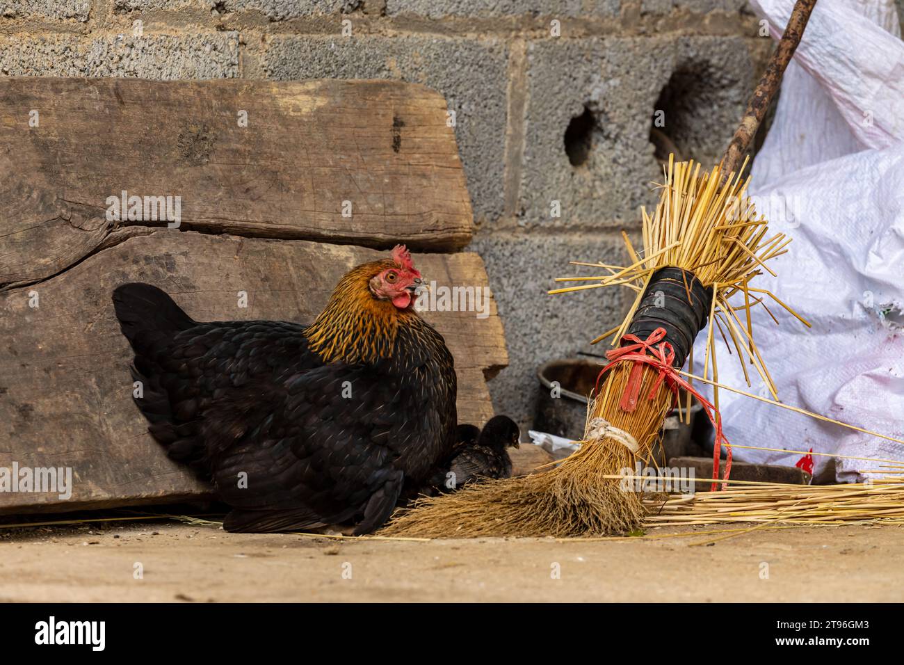 A group of hen and chicken Stock Photo - Alamy