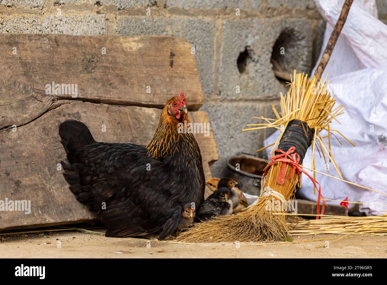 A group of hen and chicken Stock Photo - Alamy