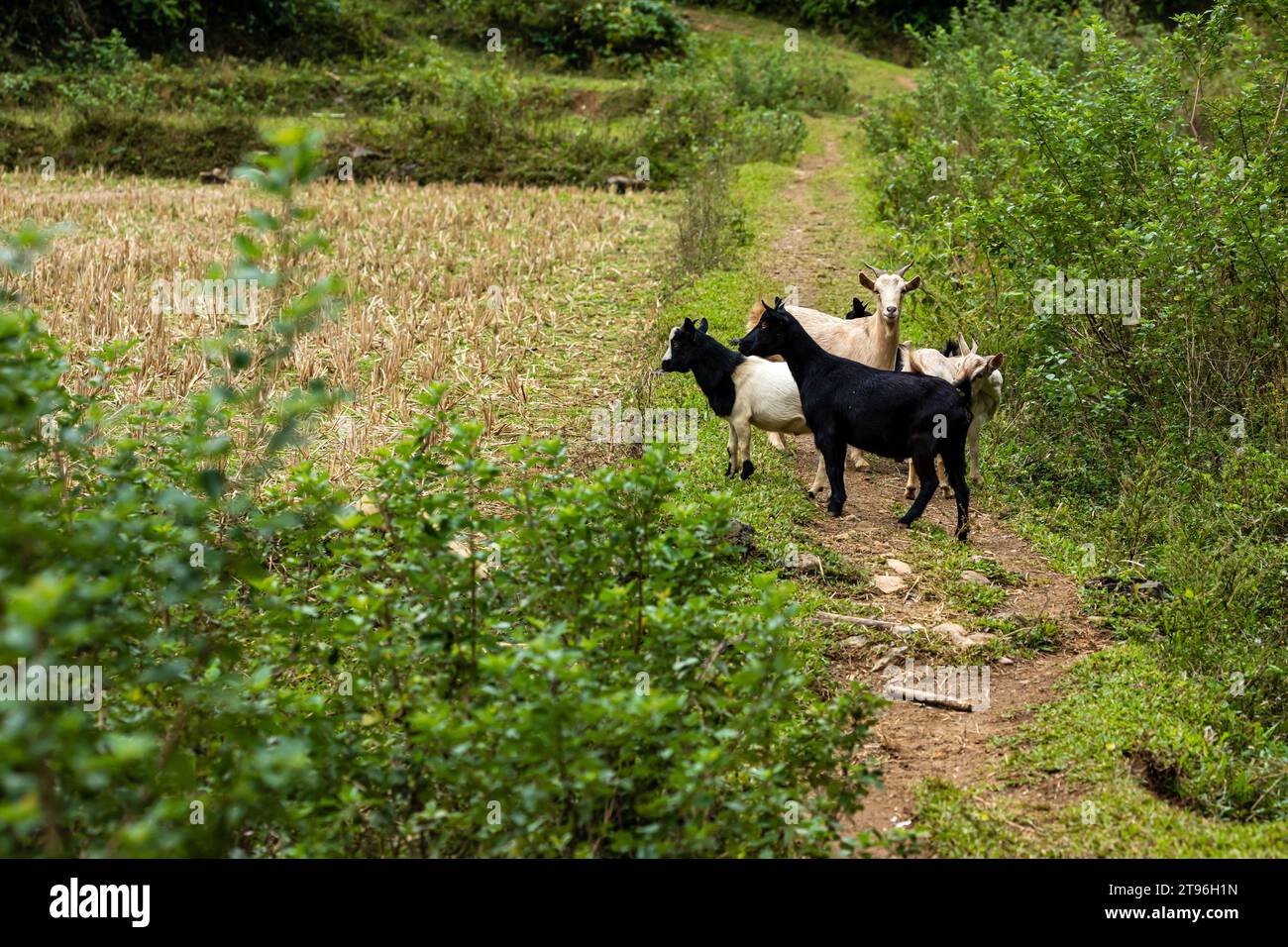 A Group of Goats Stock Photo - Alamy
