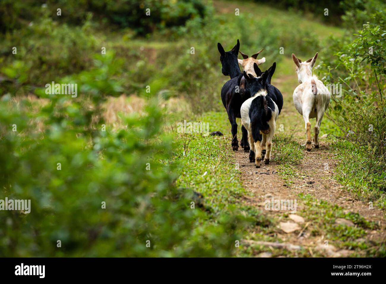 Group of goats hi-res stock photography and images - Alamy