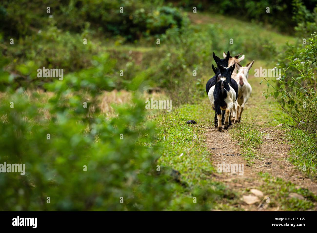 Group of goats hi-res stock photography and images - Alamy