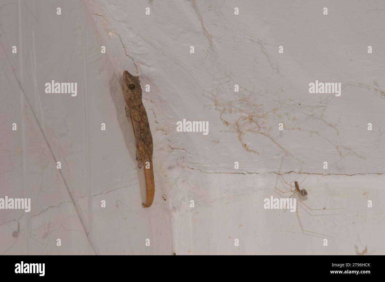 Boettger's wall gecko Tarentola boettgeri and daddy long-legs spider ...