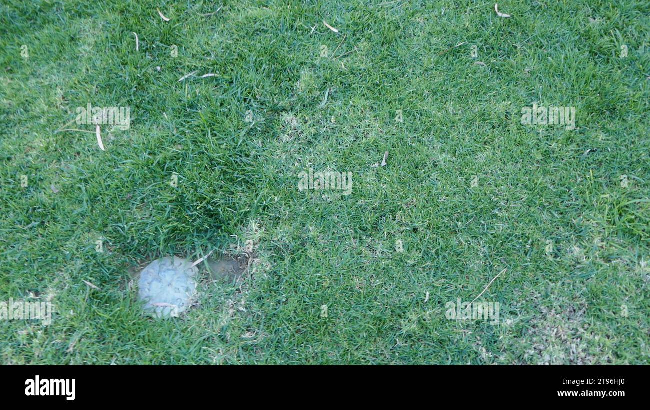 Glendale, California, USA 21st November 2023 Music Talent Manager and ...