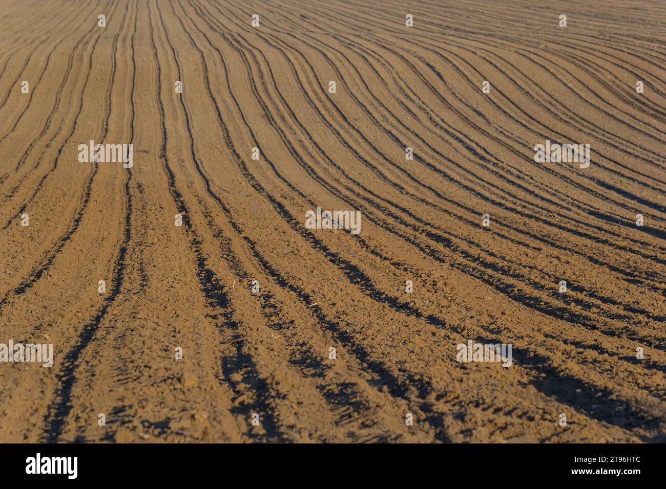Plowed, Planted And Hilling Rows Black-earth Field. Ground Texture ...