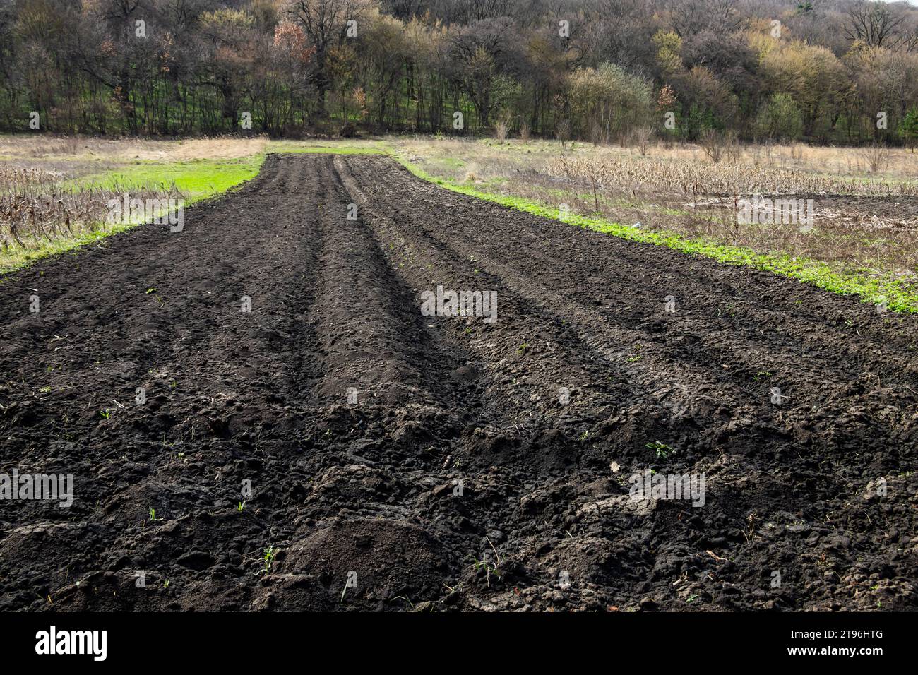 Plowed, Planted And Hilling Rows Black-earth Field. Ground Texture ...