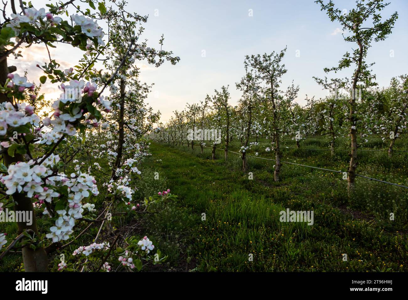 apple trees in the spring in the orchard, young apple trees on a ...