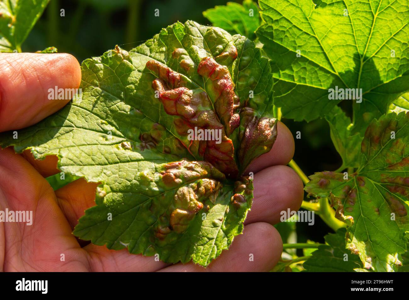 Leaf of red currant bush infected with pests - gallic aphid ...