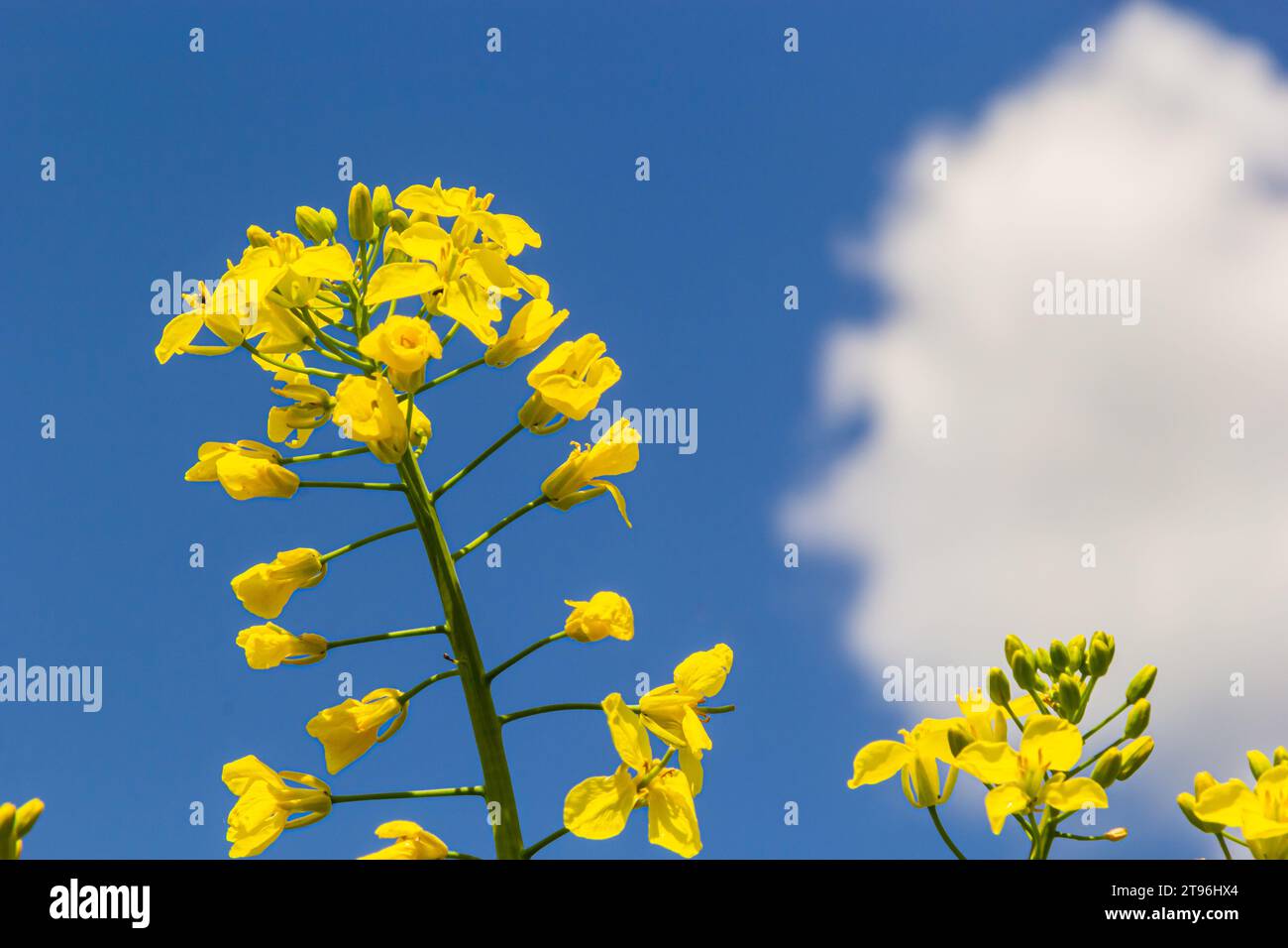 Blooming canola field and blu sky with stormy clouds Stock Photo - Alamy