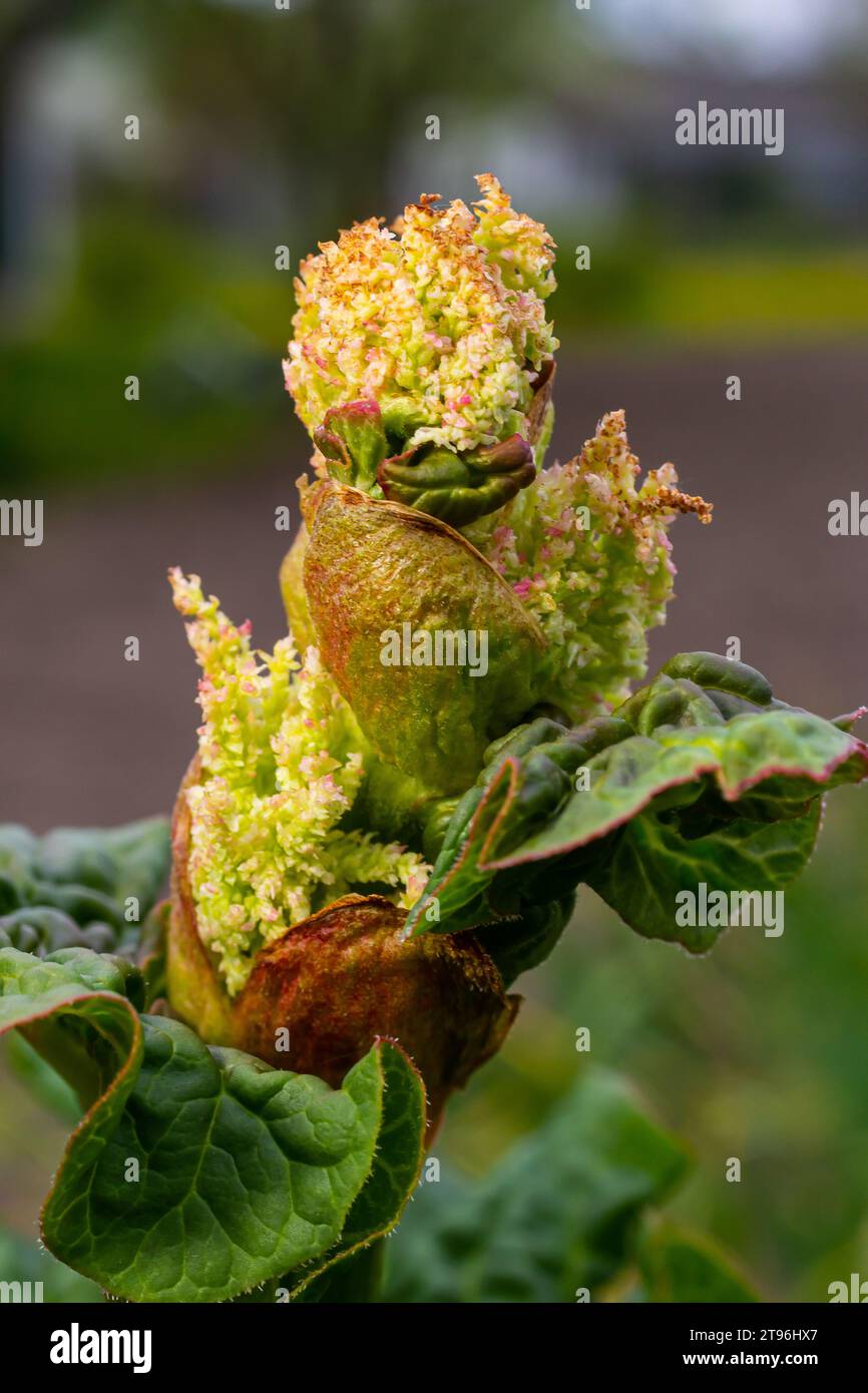 Rhubarb flower. Blooms of rhubarb flowers with green stem and leaves ...