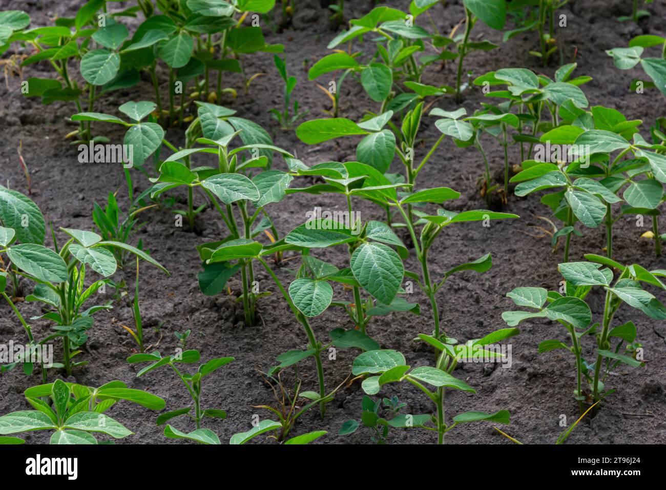 A tender sprout of a soybean agricultural plant in a field grows in a ...