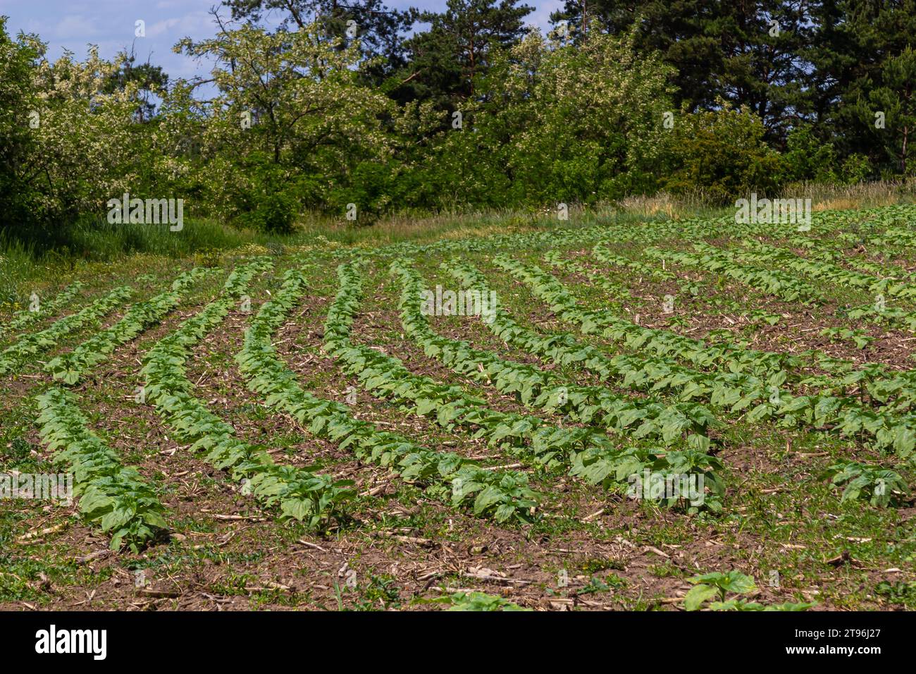 Sunflower plants with buds. Concept agro culture. Rows of young ...