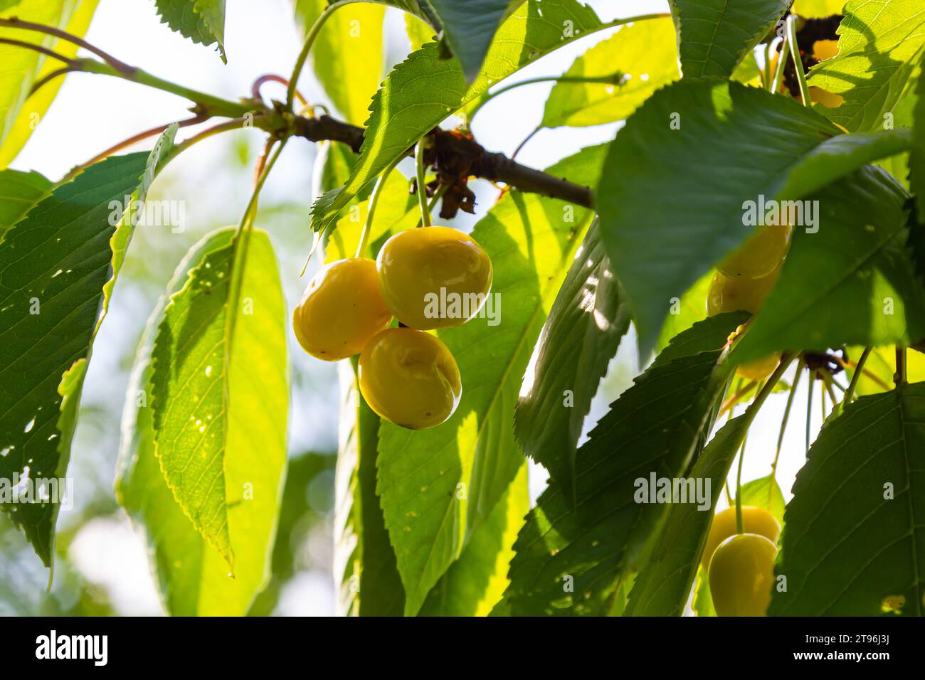 Cherry tree branch with ripe large fruits Stock Photo - Alamy