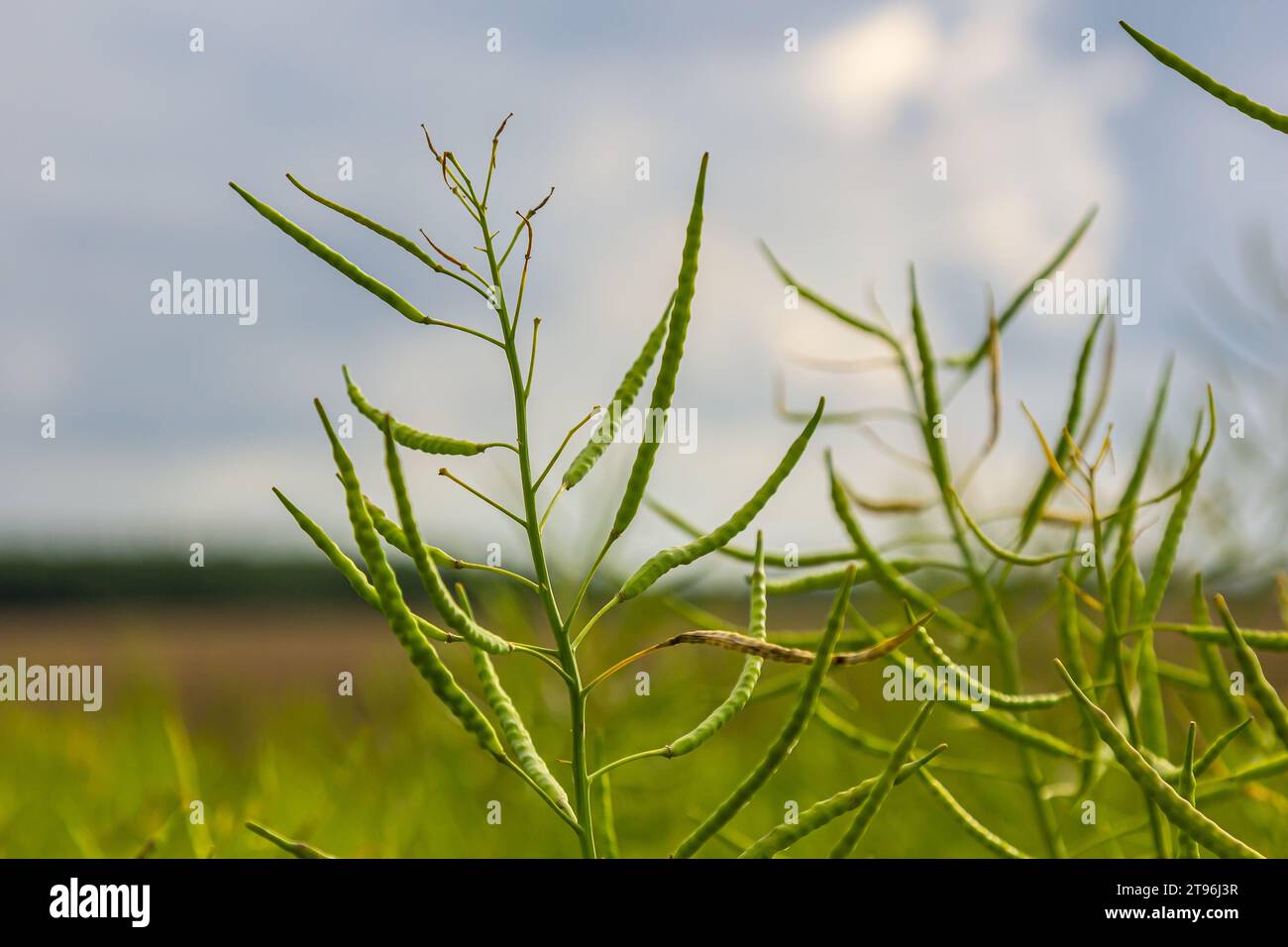 Rapeseed seed pods, close up Stems of rapeseed, Green Rapeseed field ...