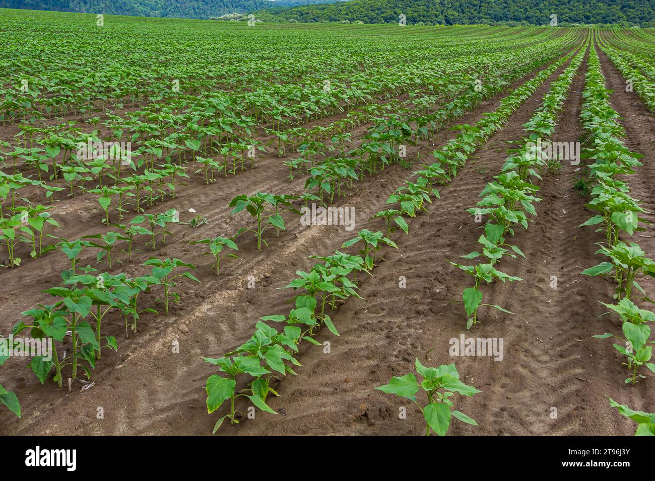 Sunflower plants with buds. Concept agro culture. Rows of young ...