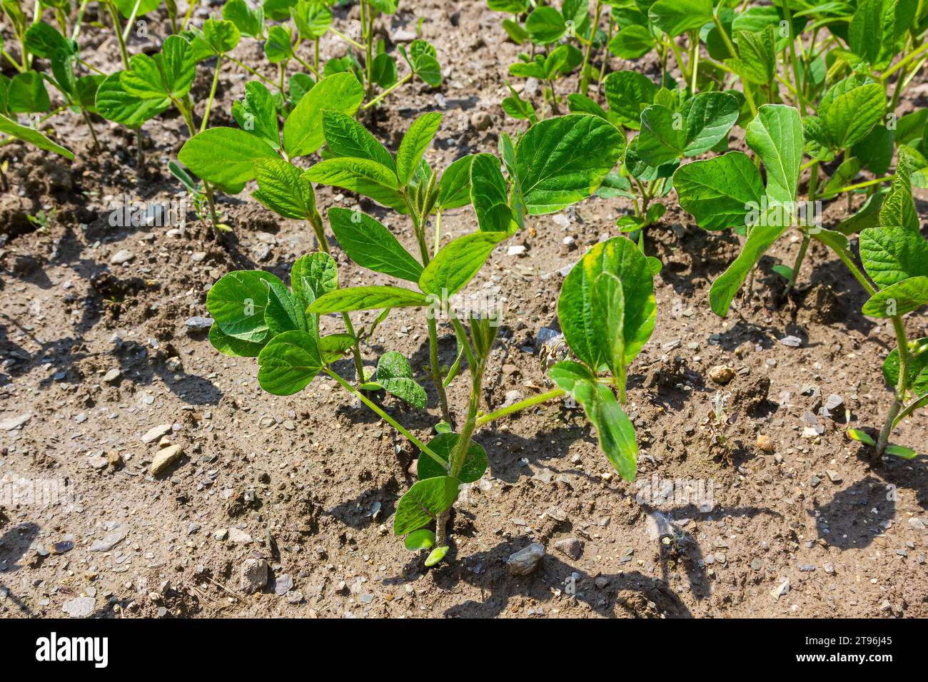 Soybean leaves hi-res stock photography and images - Alamy