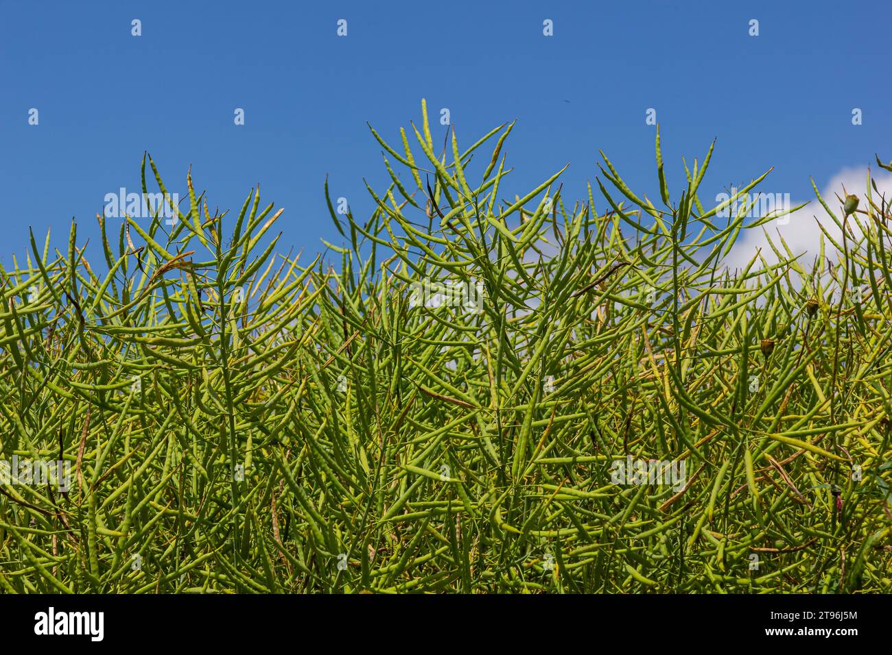 Rapeseed seed pods, close up Stems of rapeseed, Green Rapeseed field ...