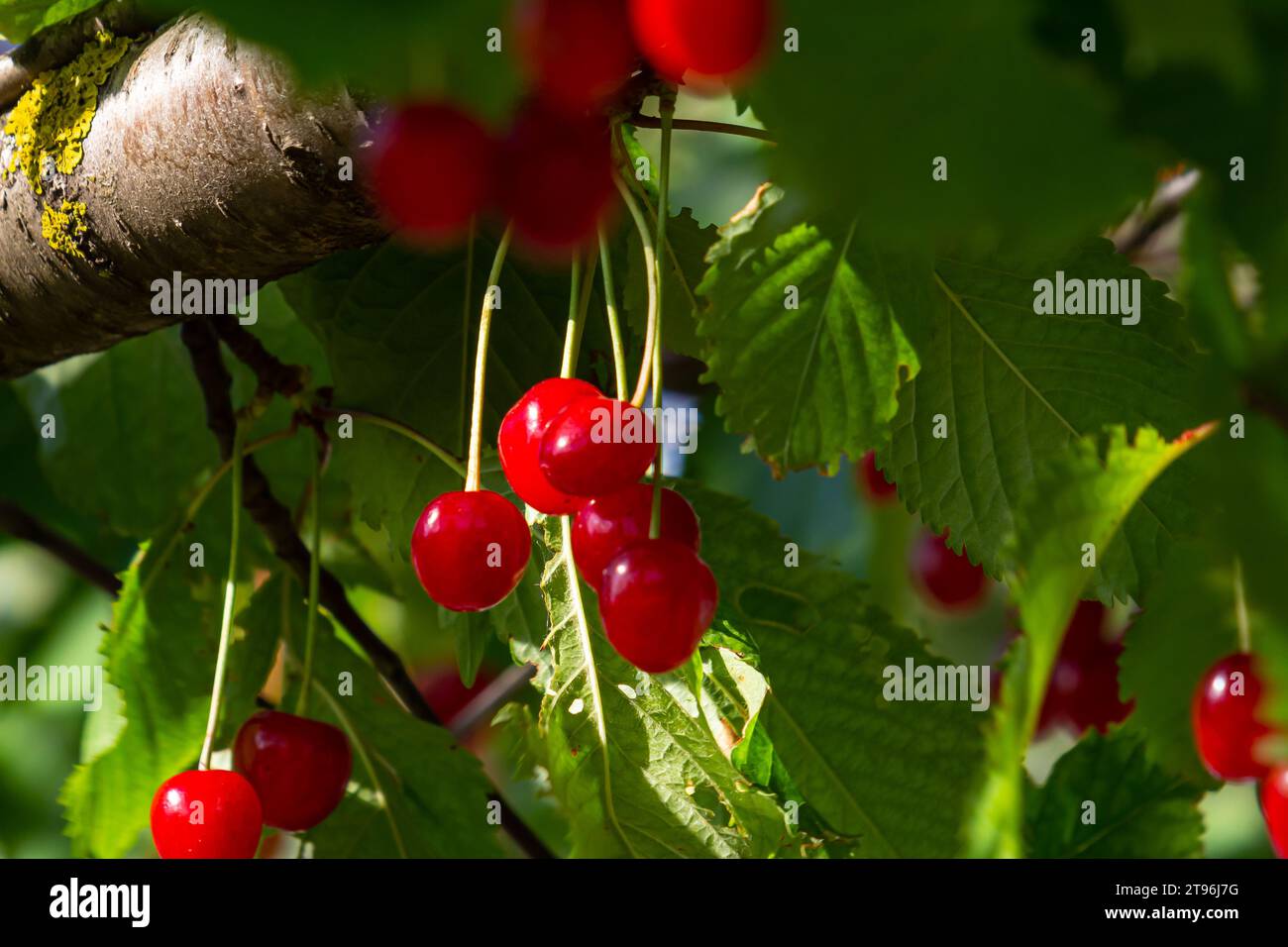 Close up large branch ripe hi-res stock photography and images - Alamy