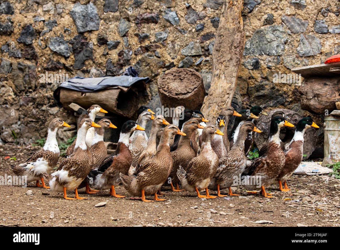 Group of ducks hi-res stock photography and images - Alamy