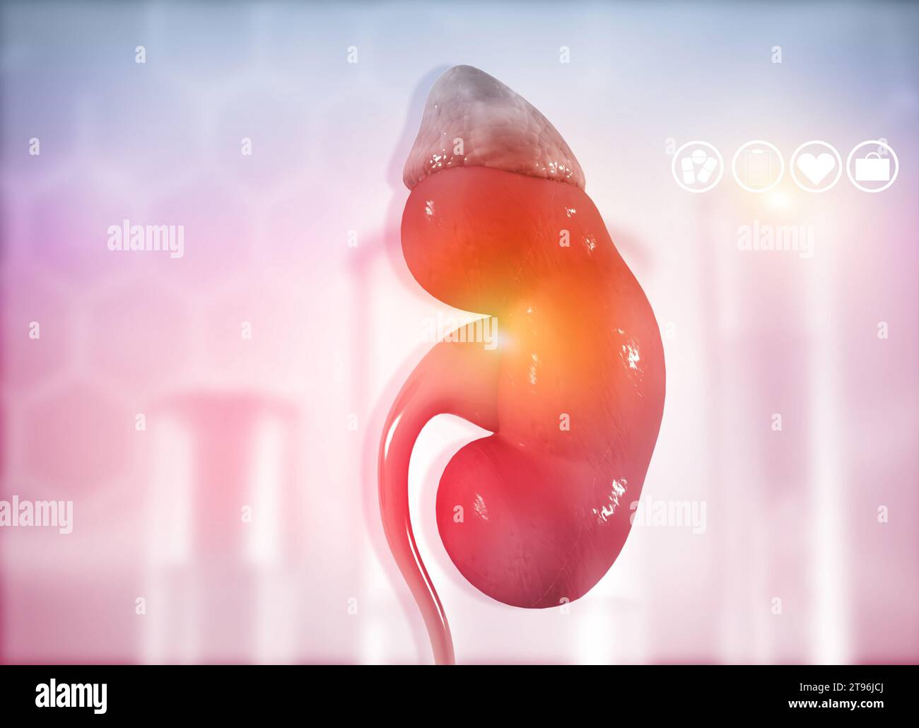 Human kidney cell hi-res stock photography and images - Alamy