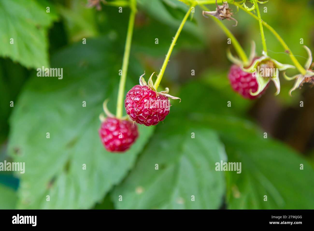 Raspberry branch in the garden. Production Focus Stock Photo - Alamy