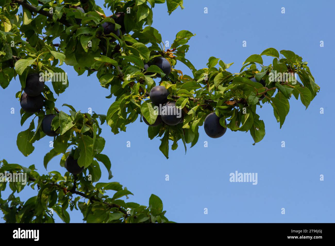 Ripe plums on green branches in the garden. A few fresh juicy round red ...