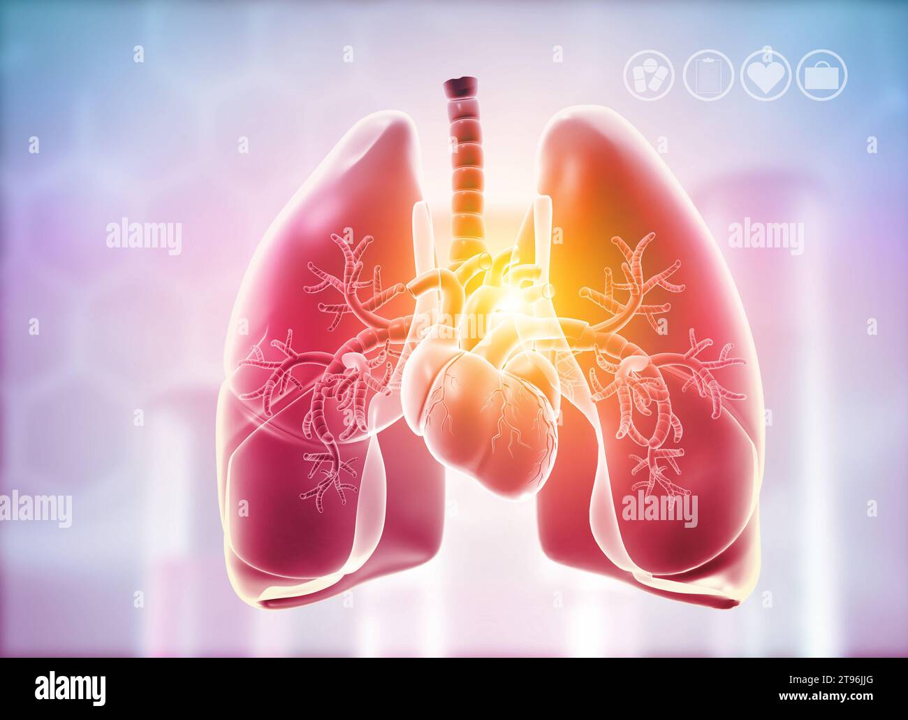 Cardiac lungs hi-res stock photography and images - Alamy