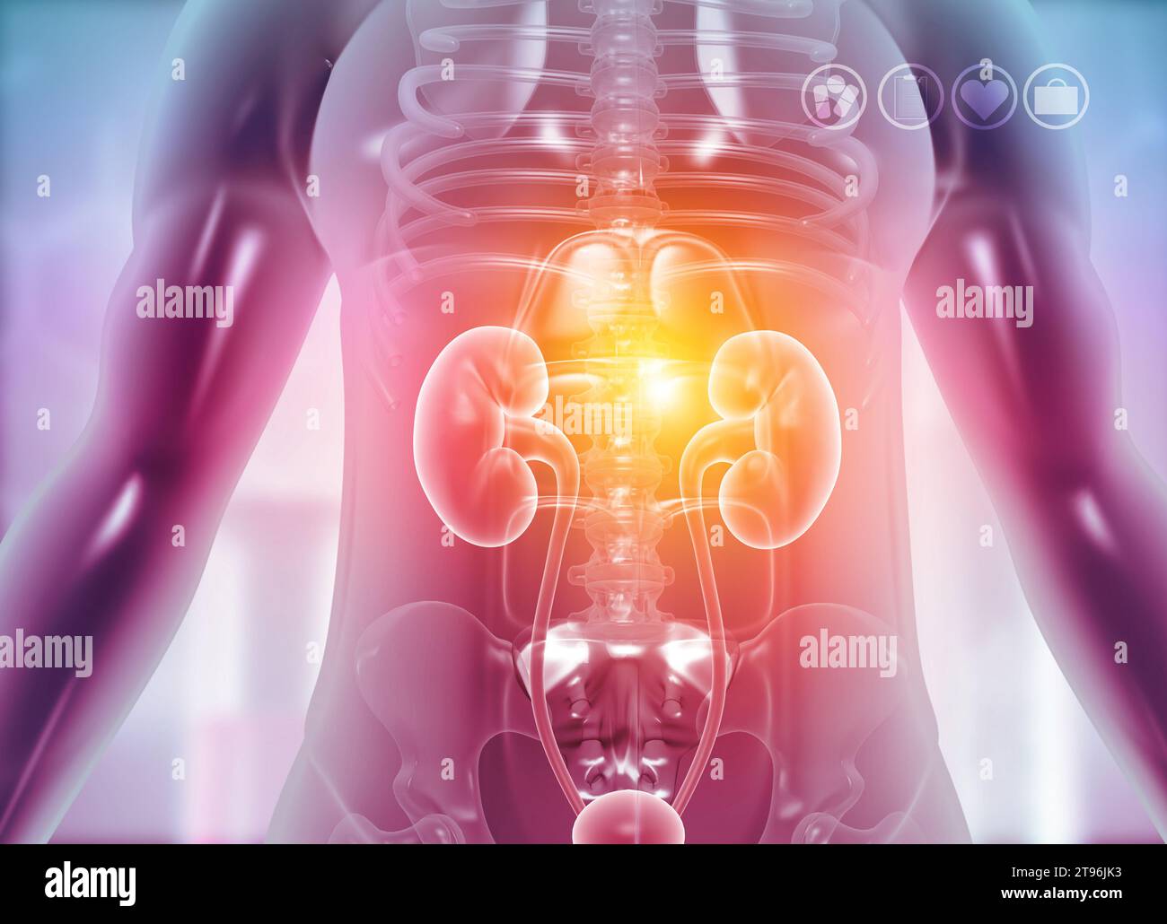 Transparent human body internal organs hi-res stock photography and ...