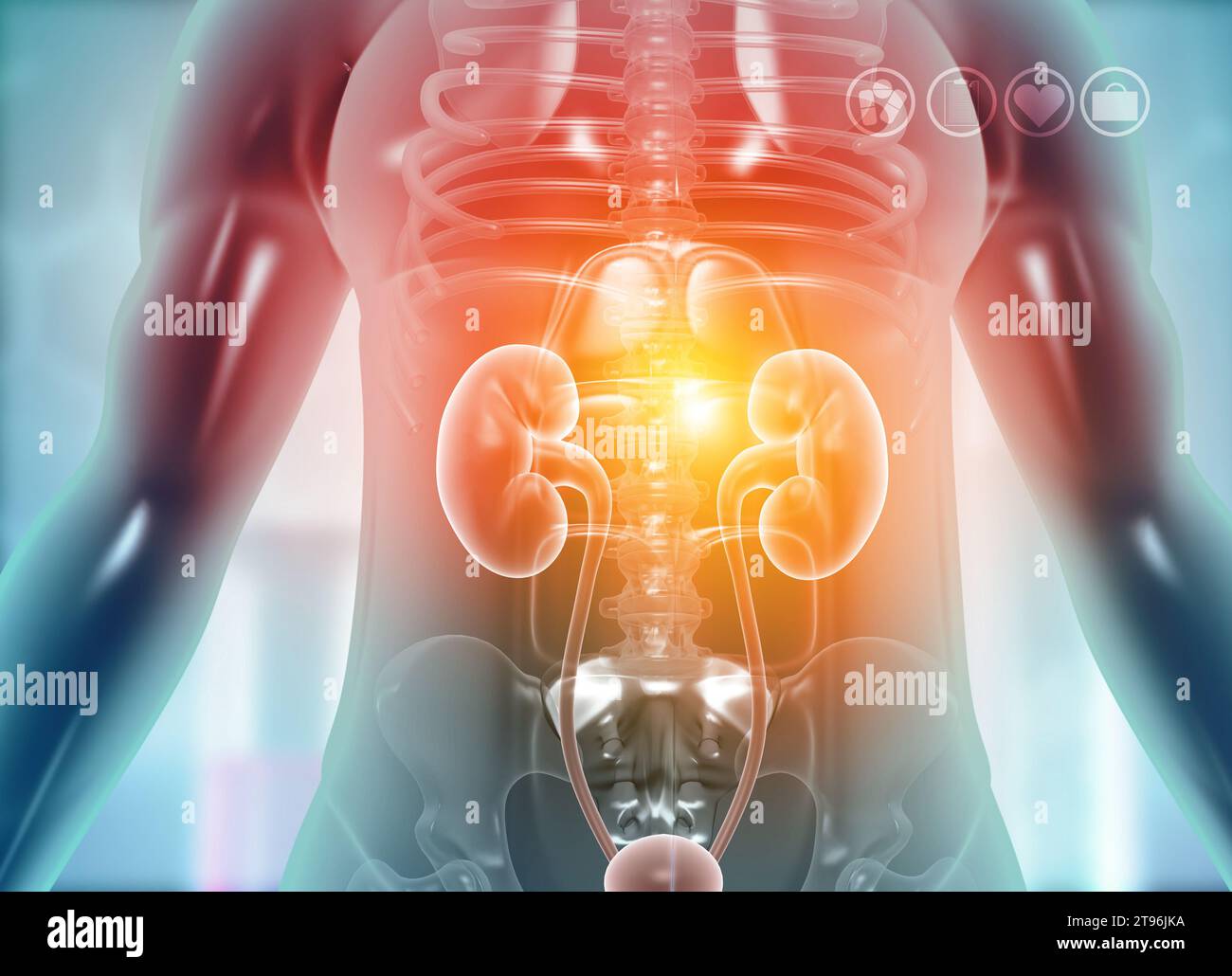 Transparent human body internal organs hi-res stock photography and ...