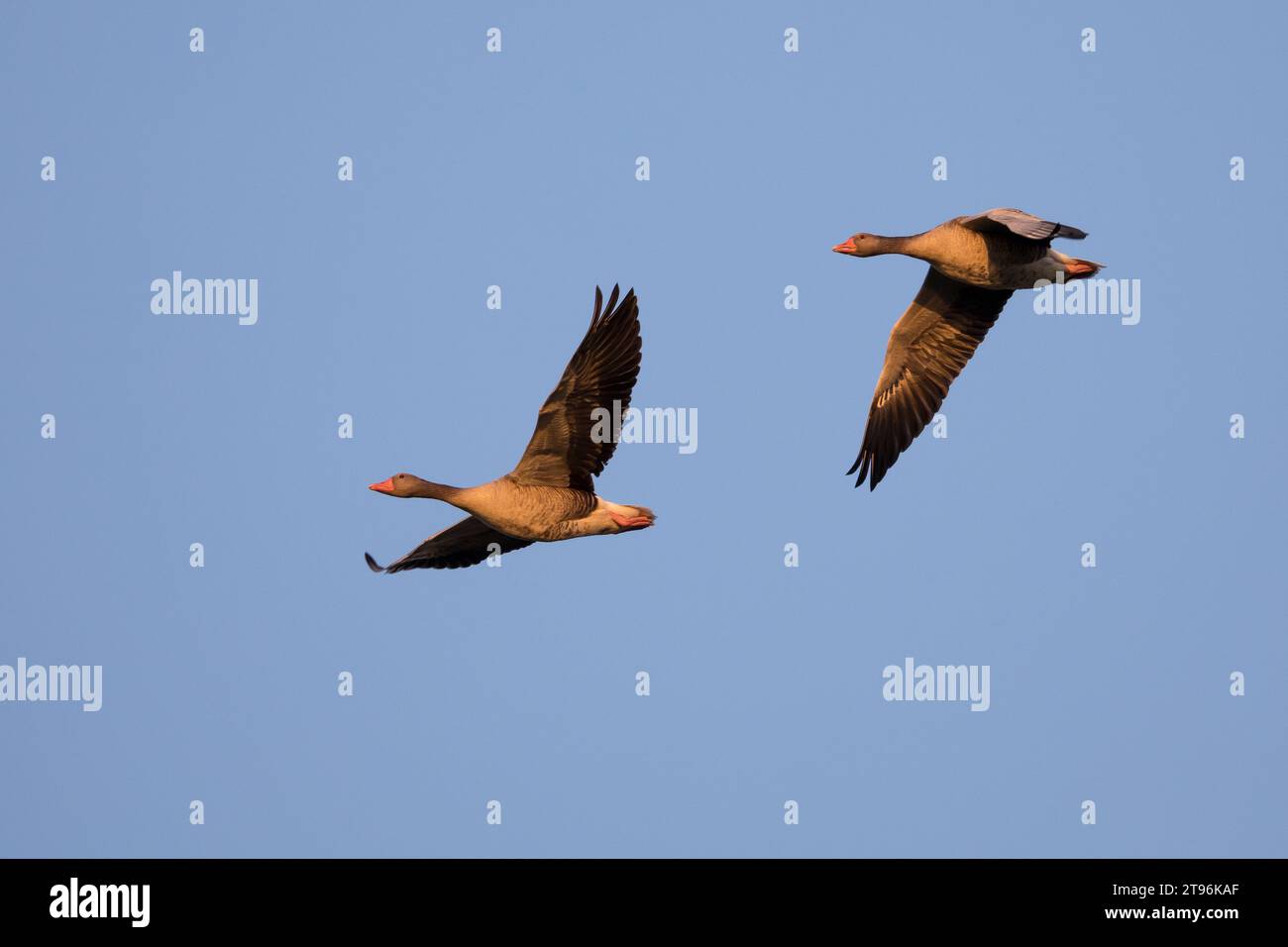 Graugans, Flug, fliegend, Formationsflug, Formation, Grau-Gans, Gans ...