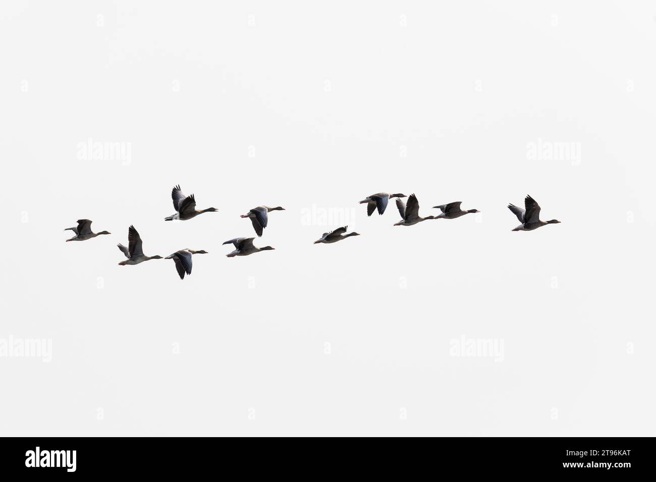 Graugans, Flug, fliegend, Formationsflug, Formation, Trupp, Schwarm ...