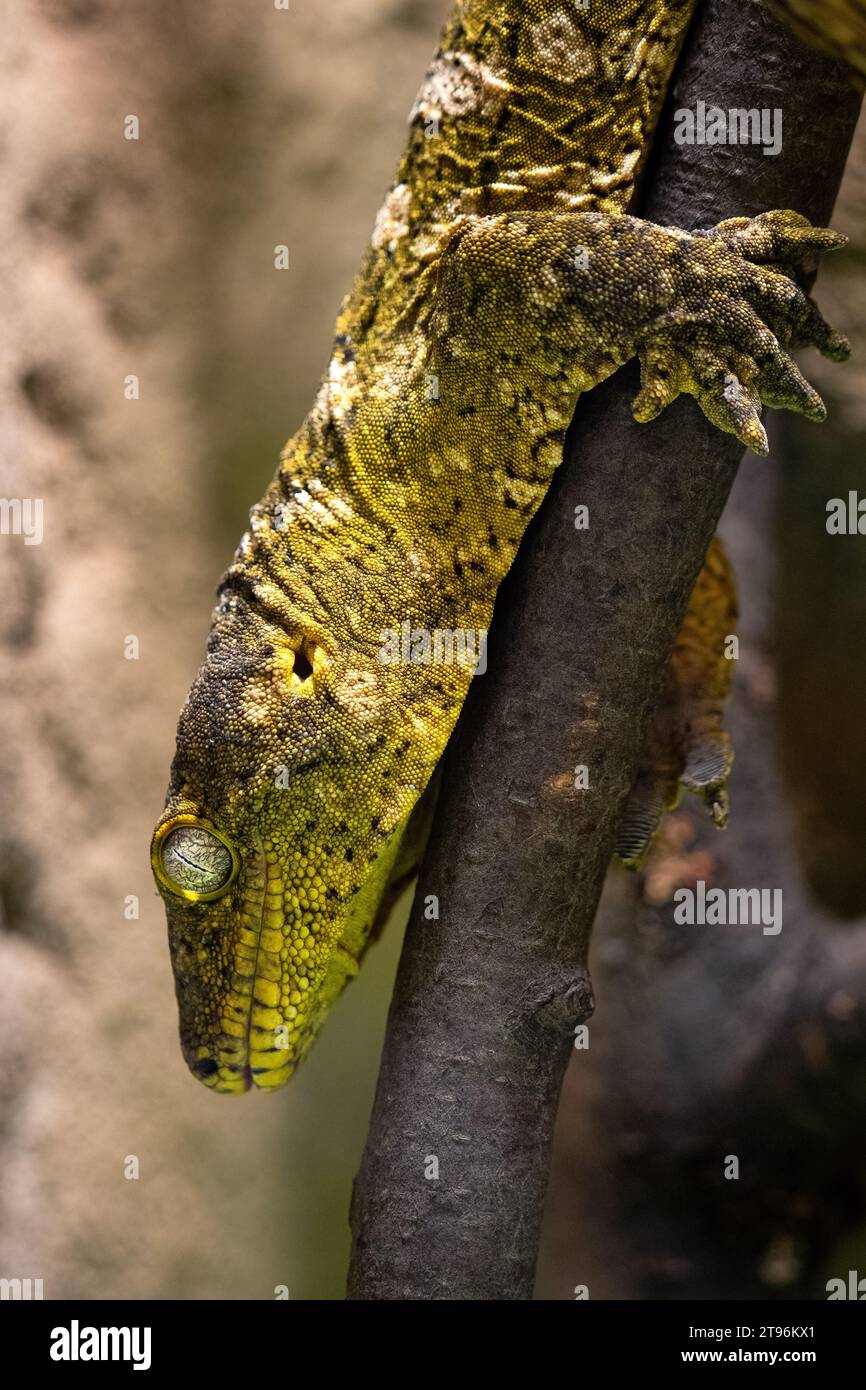 New caledonia bumpy gecko hi-res stock photography and images - Alamy