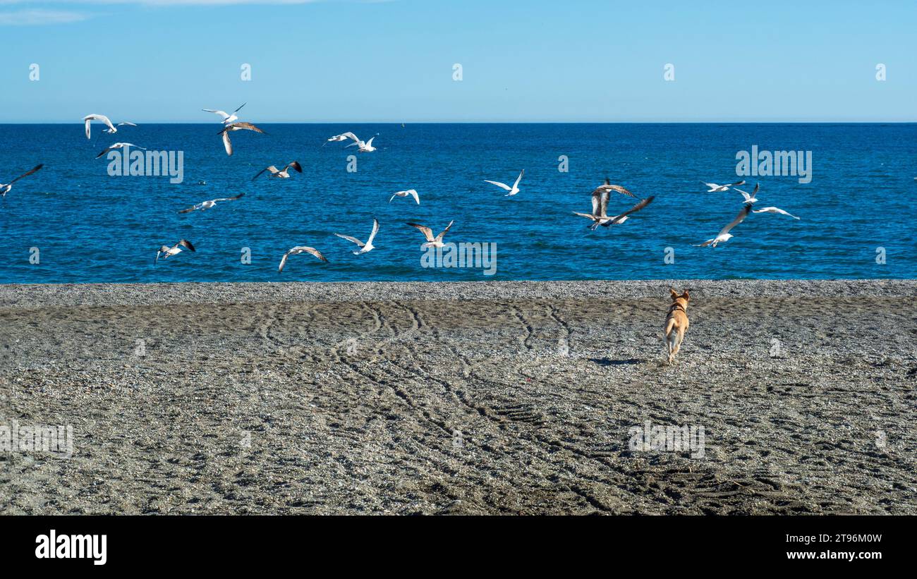 Dog running scared of the birds on the beach Stock Photo - Alamy