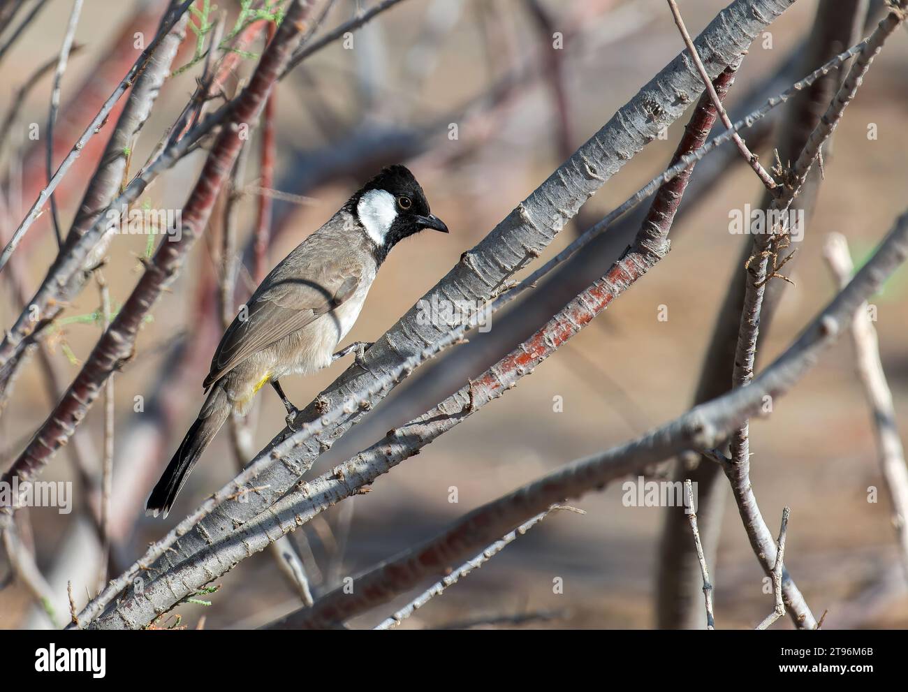 A White-cheeked bulbul (Pycnonotus leucogenys) perched on a tree branch ...
