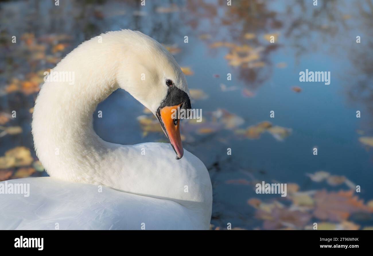 close-up of a swan at the water’s edge with bent neck Stock Photo - Alamy