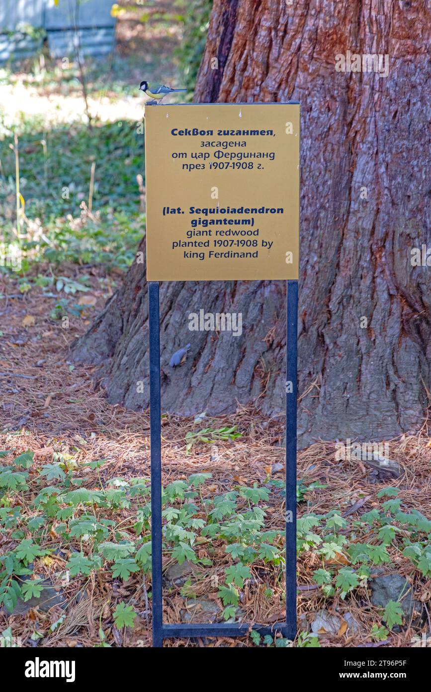 Sofia, Bulgaria - October 16, 2023: Memorial Plaque Giant Redwood ...